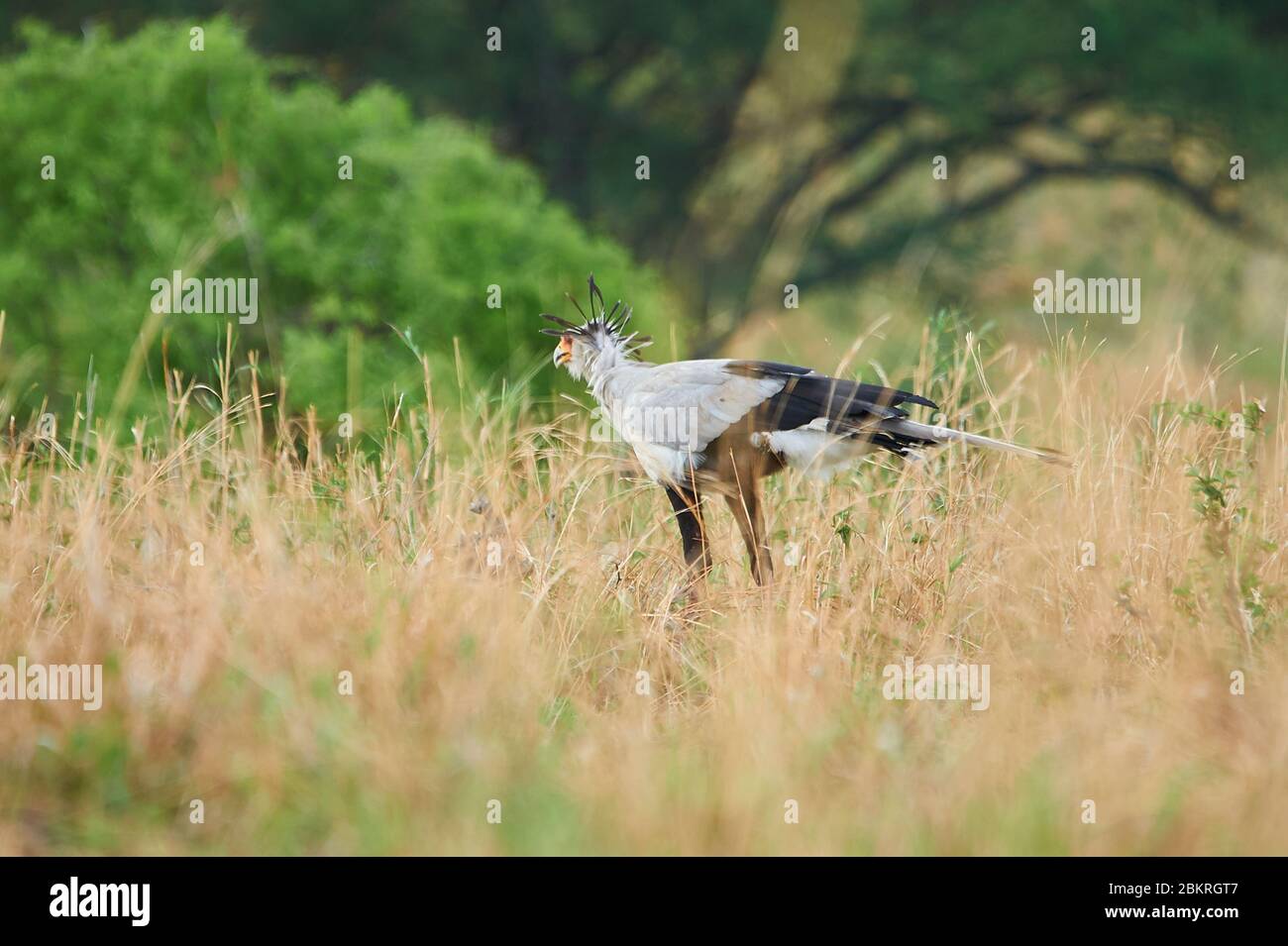 Preying bird hi-res stock photography and images - Alamy