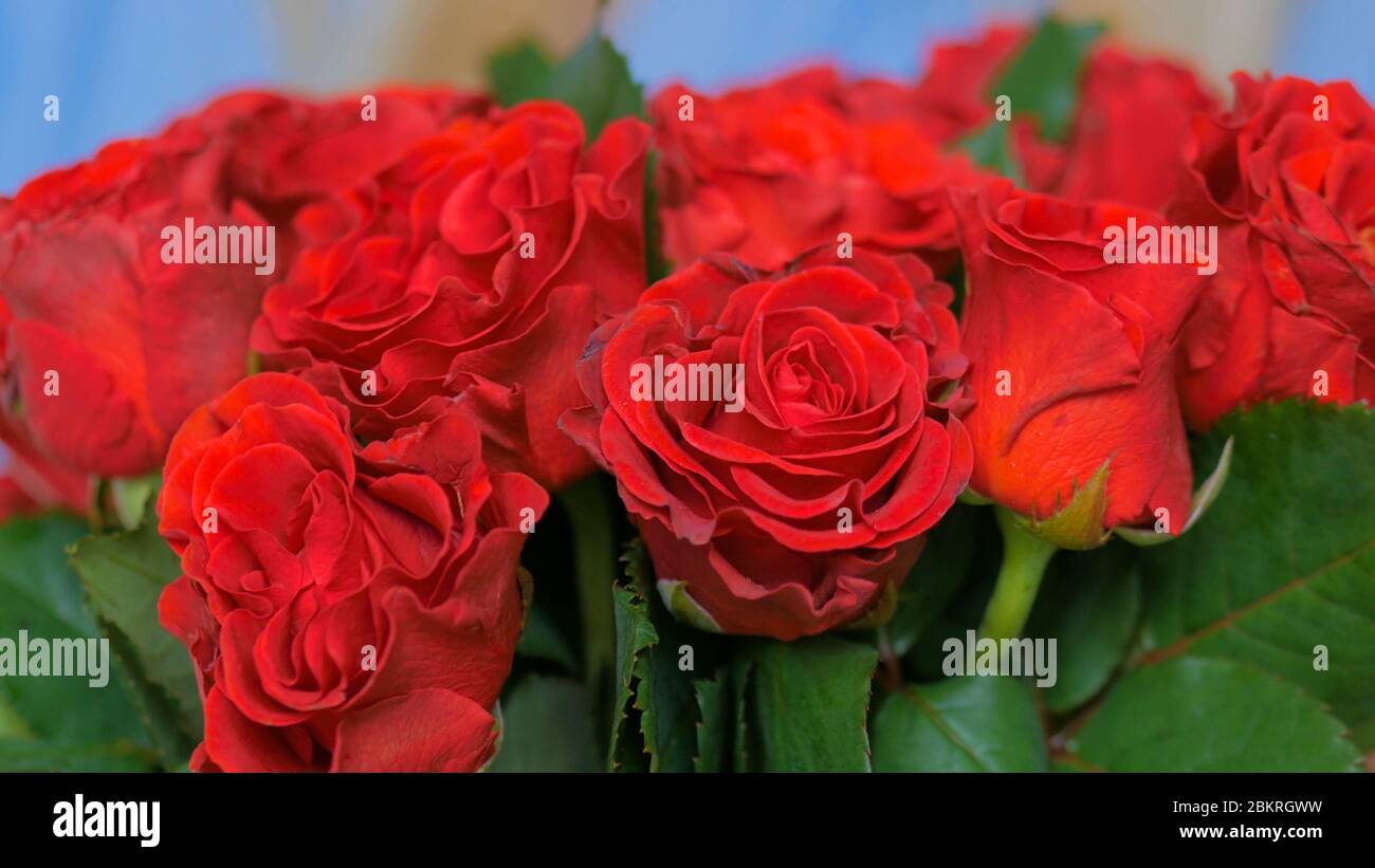 Bouquet of red roses, close up shot Stock Photo - Alamy