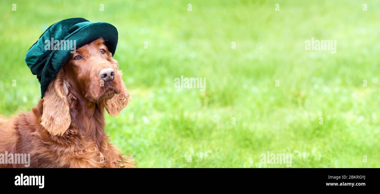 Irish setter hat hi-res stock photography and images - Alamy