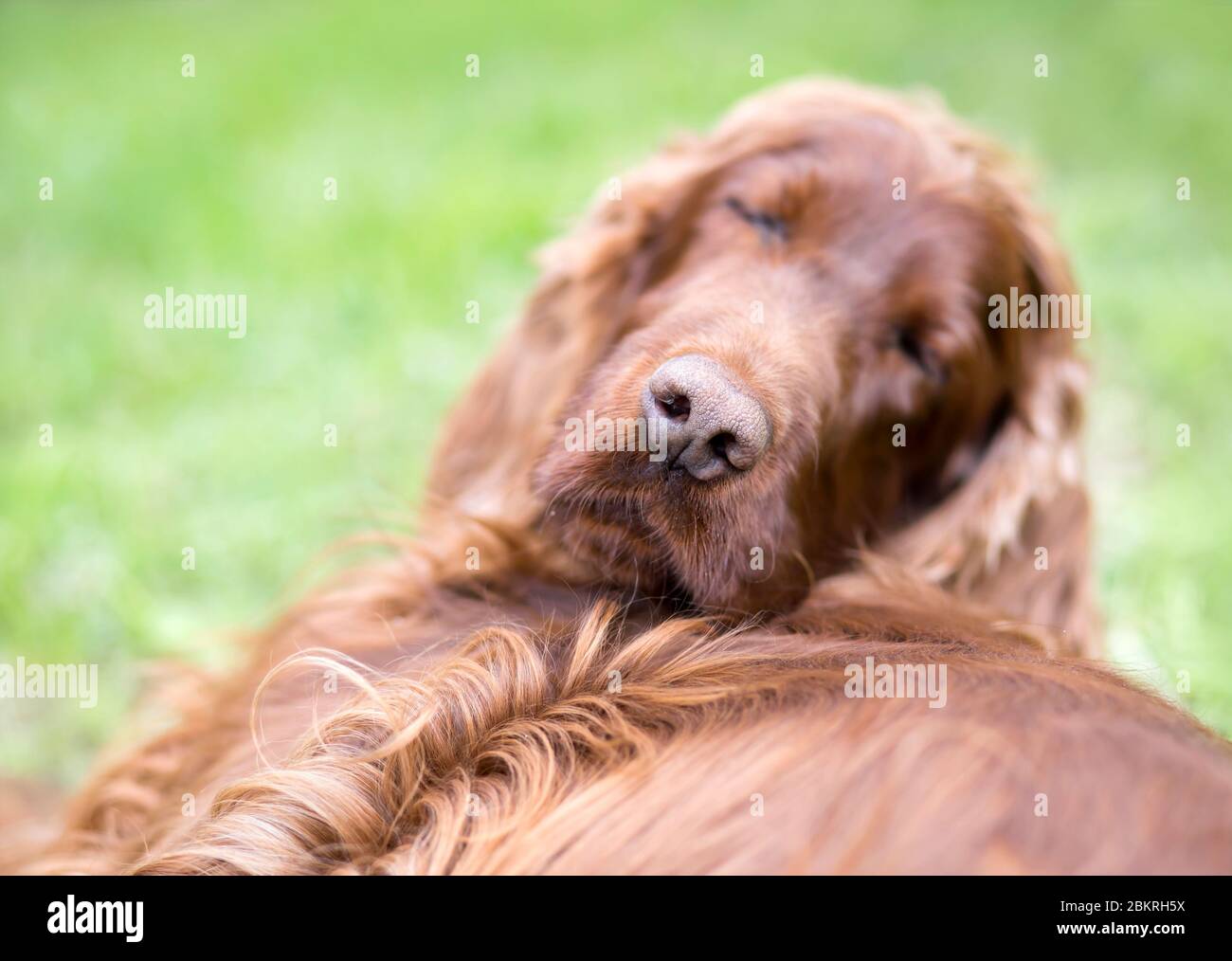 Nose of a cute lazy sleeping Irish Setter dog with blank, copy space ...