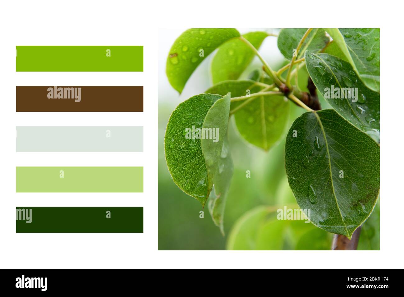 Close up of pear tree leaves with raindrops in a colour palette, with ...
