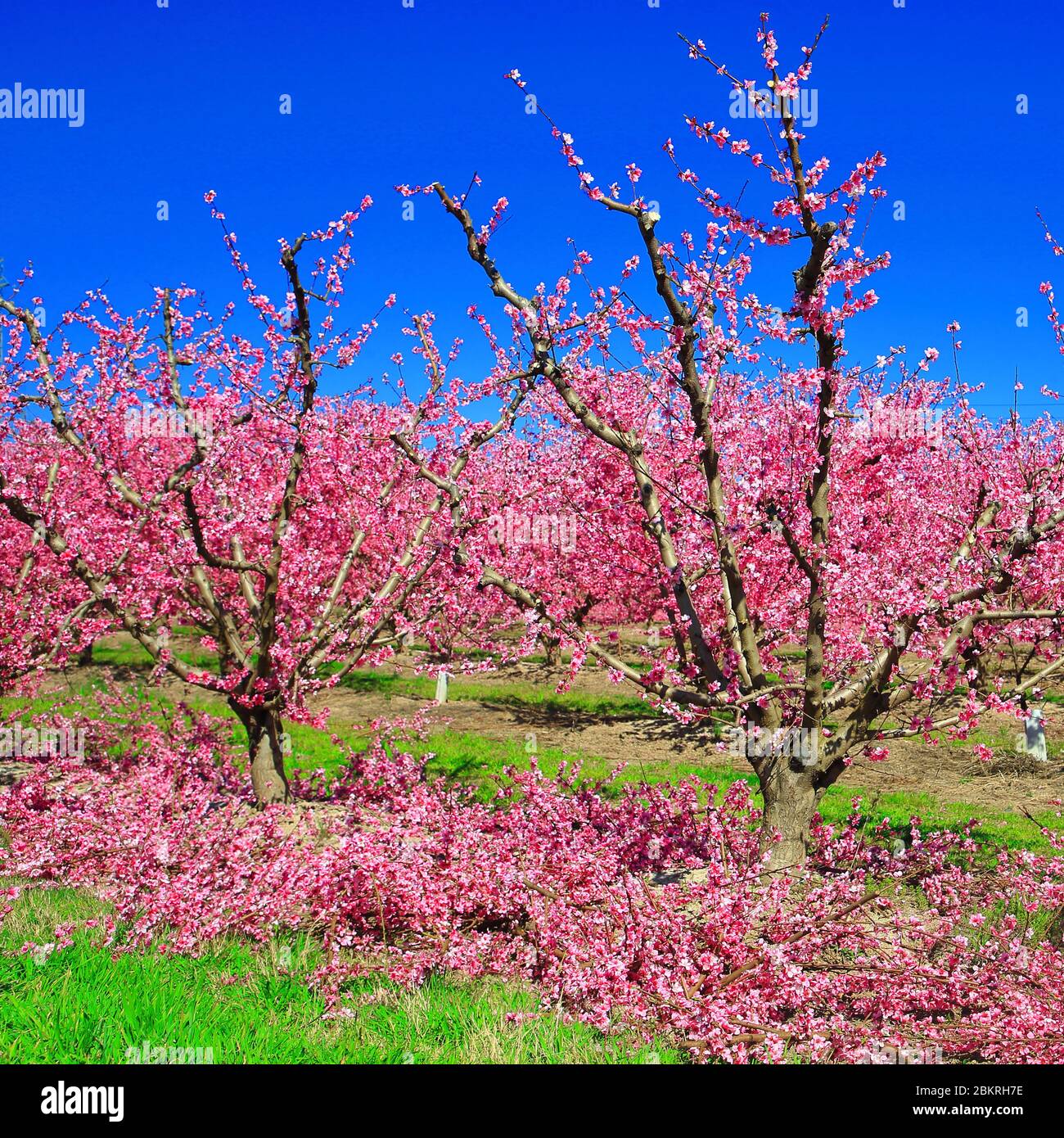 peaches in bloom during the spring Stock Photo - Alamy