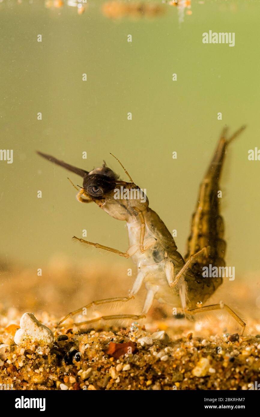 Diving beetles hi-res stock photography and images - Alamy