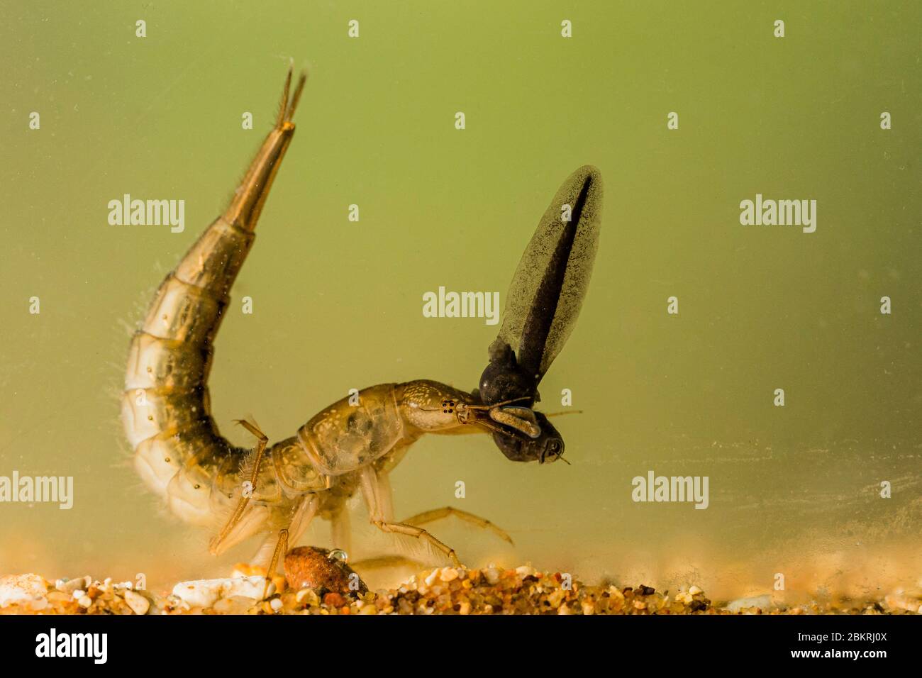 Great diving beetles hi-res stock photography and images - Alamy