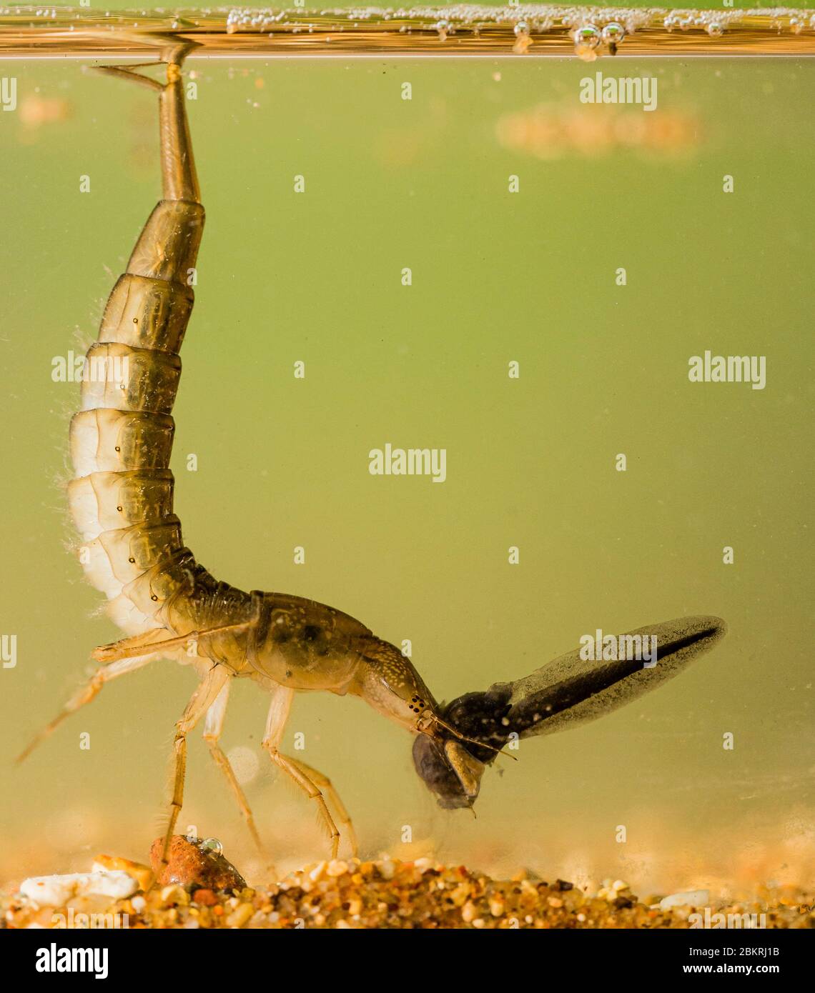 Great diving beetle larva eating a tadpole photographed in a studio and ...