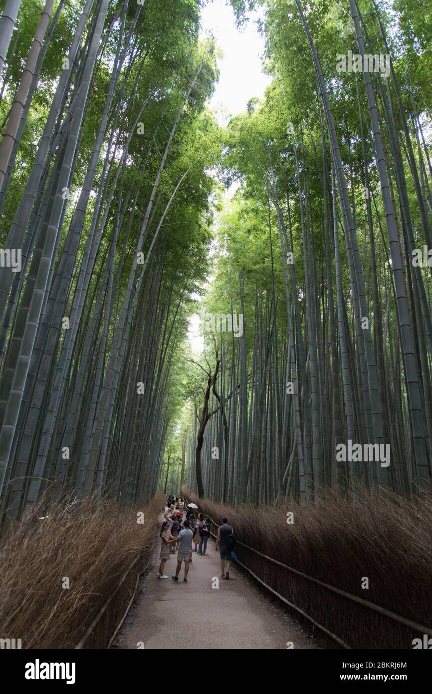 Sagano bamboo forest japan hi-res stock photography and images - Alamy