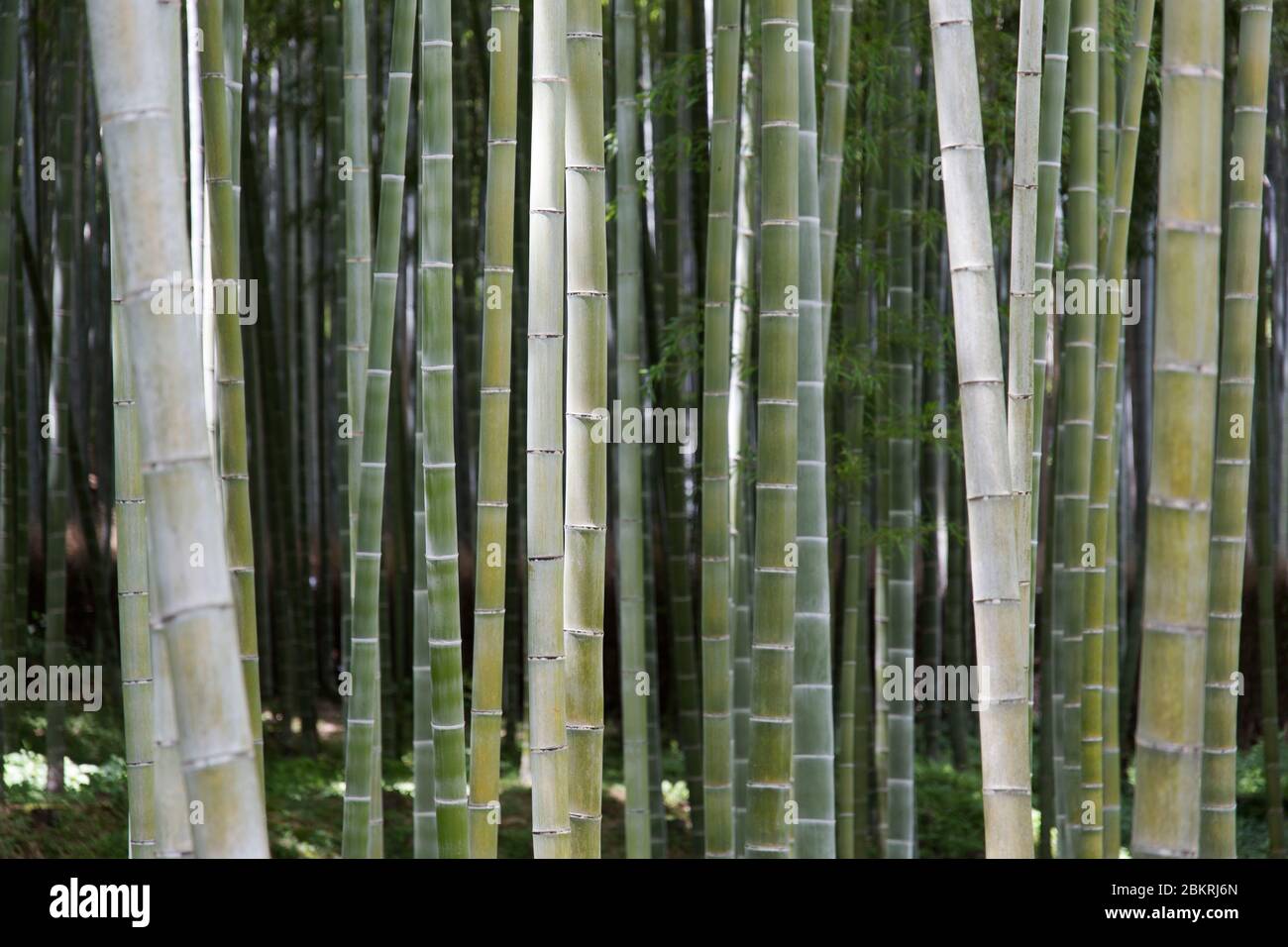 Japan, Honshu Island, Kansai region, Kyoto, Arashiyama bamboo forest ...