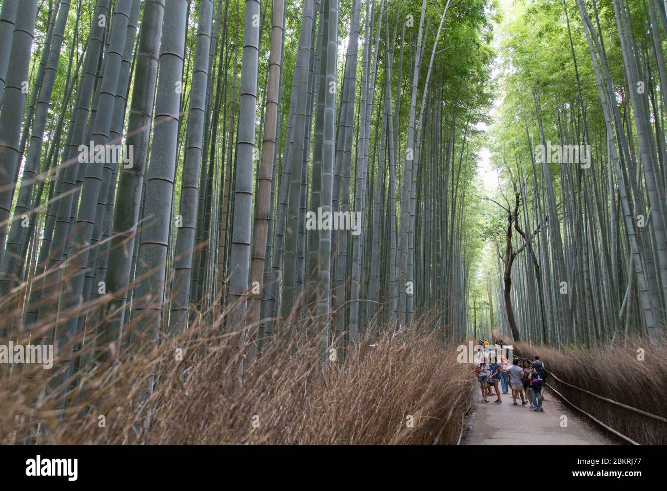 Japan, Honshu Island, Kansai region, Kyoto, Arashiyama bamboo forest ...