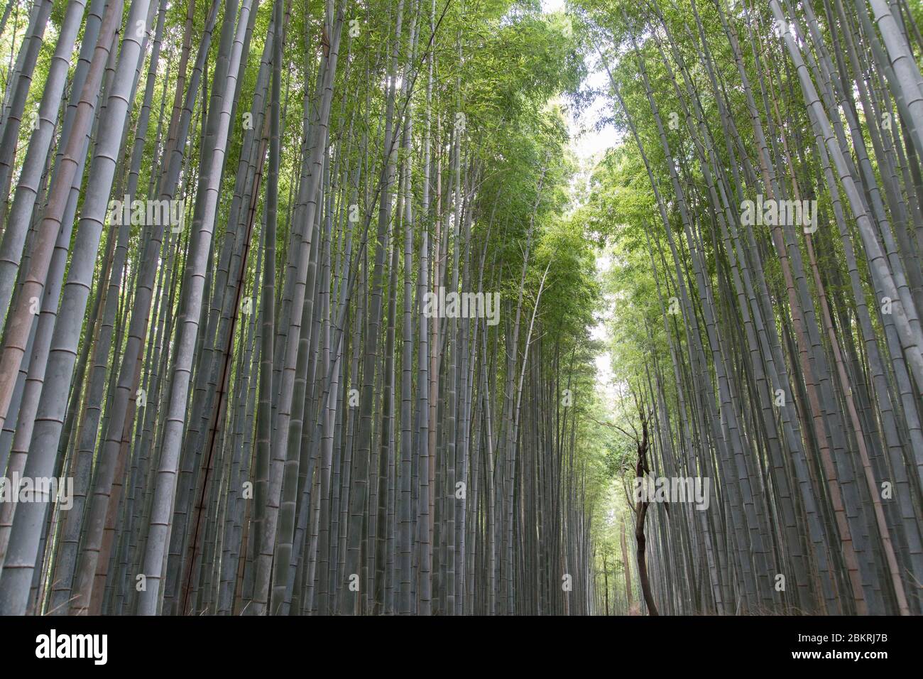 Japan, Honshu Island, Kansai region, Kyoto, Arashiyama bamboo forest ...