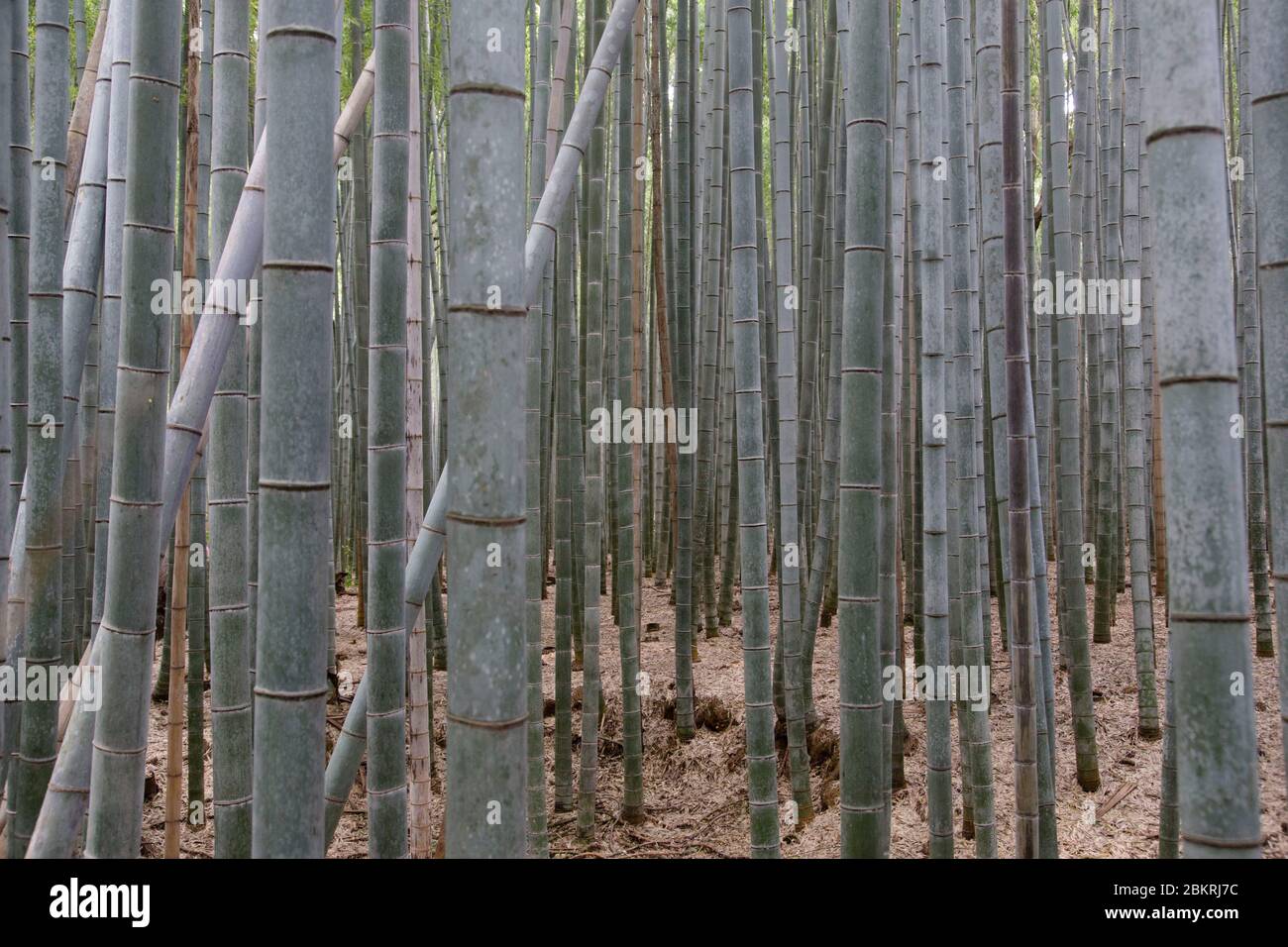 Japan, Honshu Island, Kansai region, Kyoto, Arashiyama bamboo forest ...
