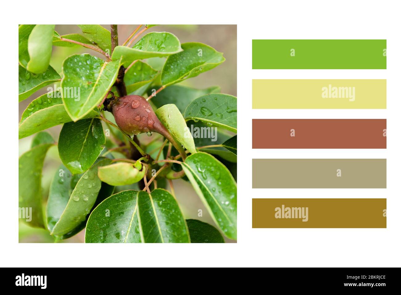 Close up of pear tree leaves with raindrops in a colour palette, with ...