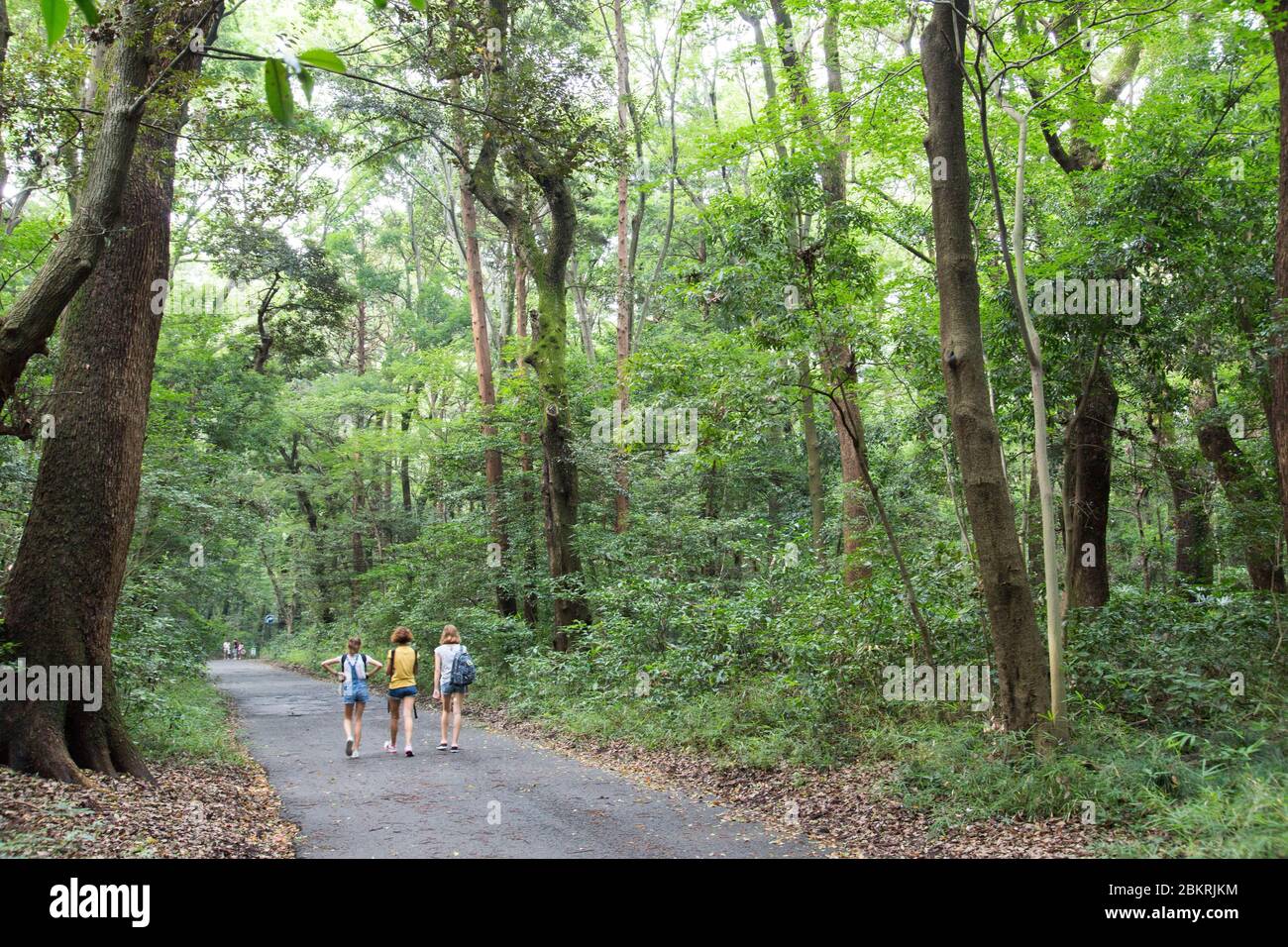 Japan, Honshu Island, Kanto region, Tokyo, Shibuya neighborhood ...