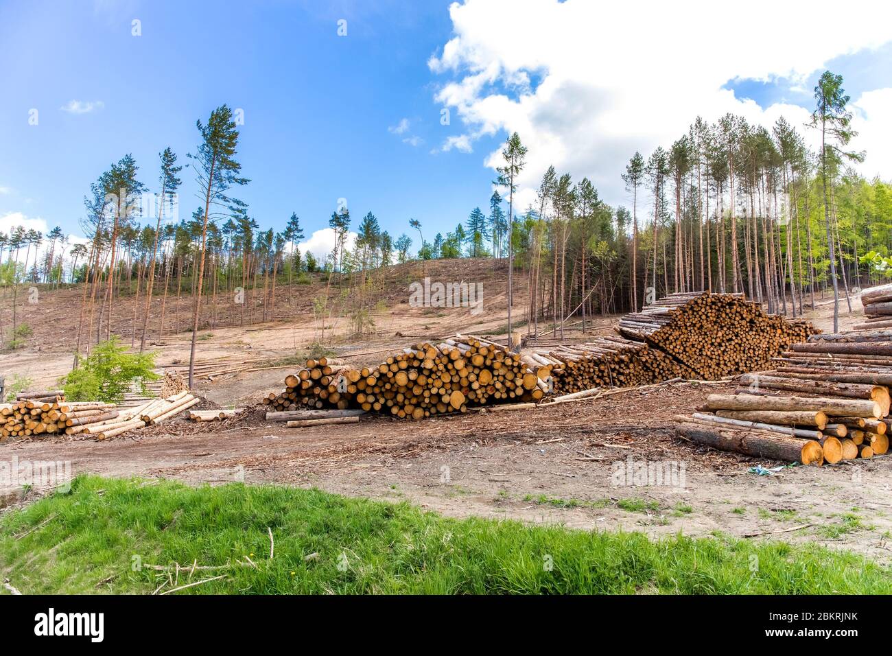 Forest slope after felling after attack by bark beetle. Deforestation ...