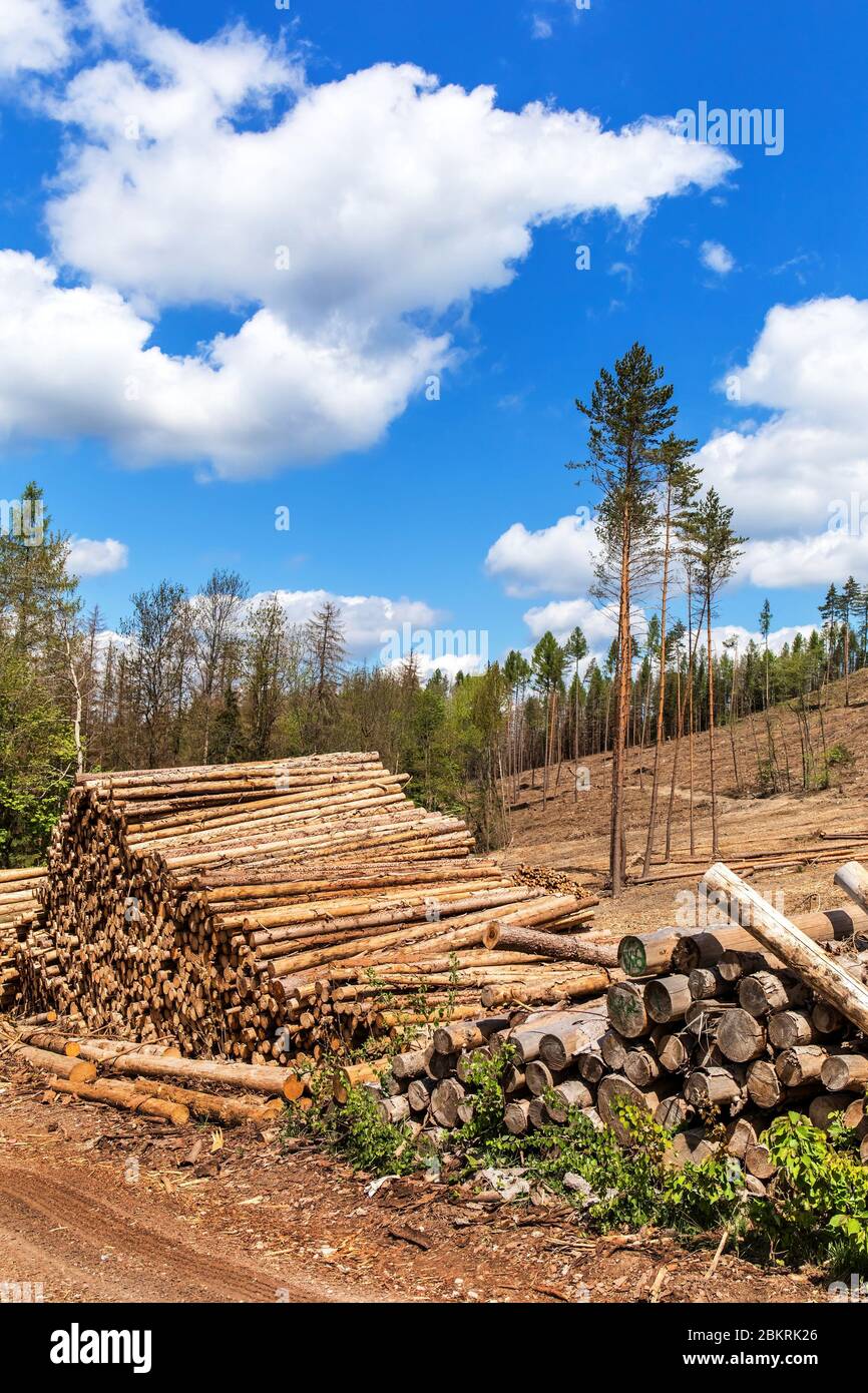 Forest slope after felling after attack by bark beetle. Deforestation ...