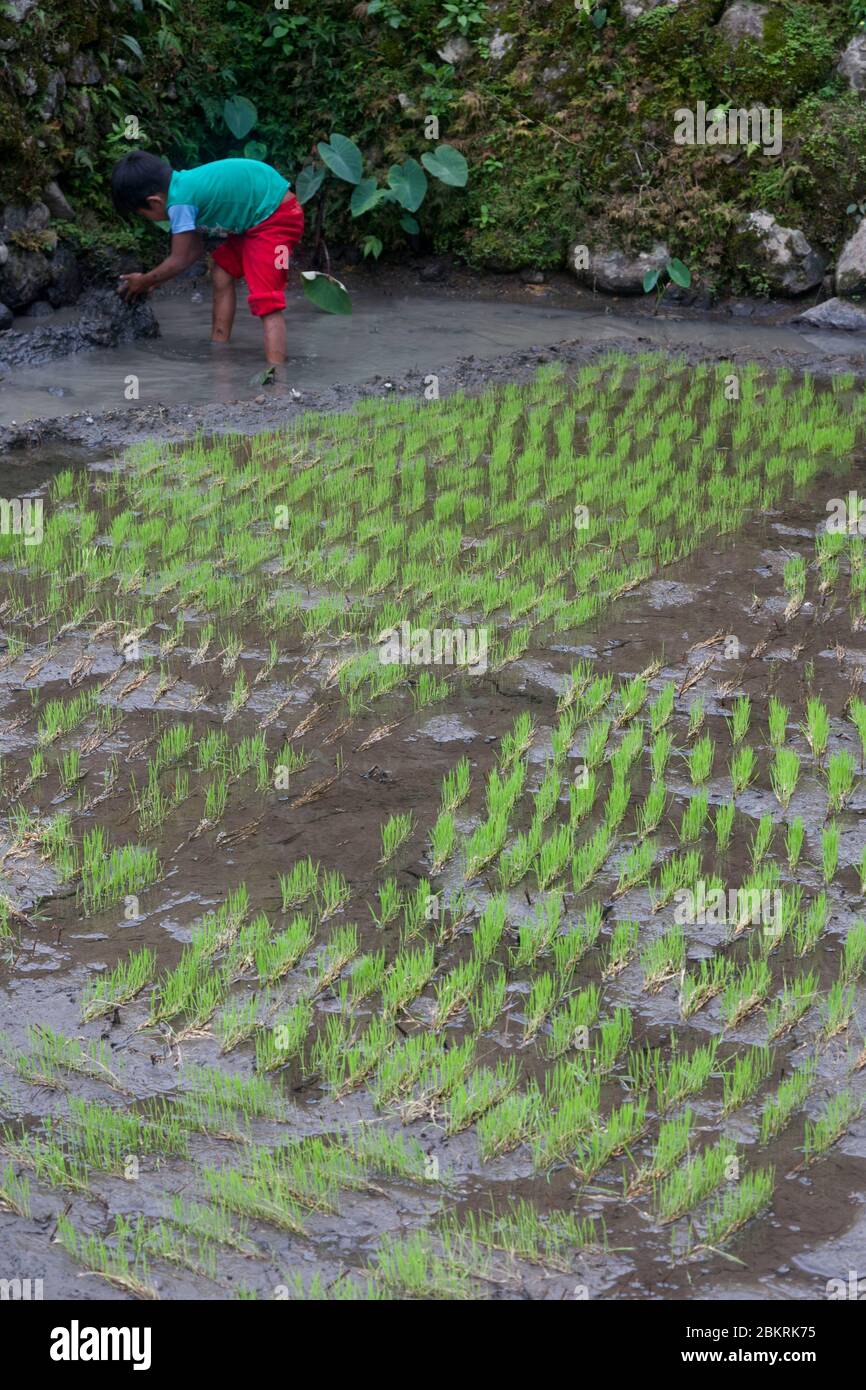 Philippines rice field hi-res stock photography and images - Alamy