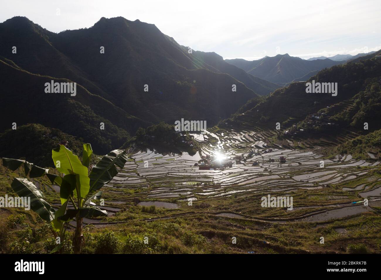 Philippines, Luzon island, Ifugao province, Batad village, rice field ...