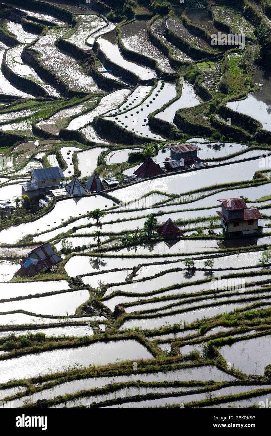 Philippines rice field hi-res stock photography and images - Alamy