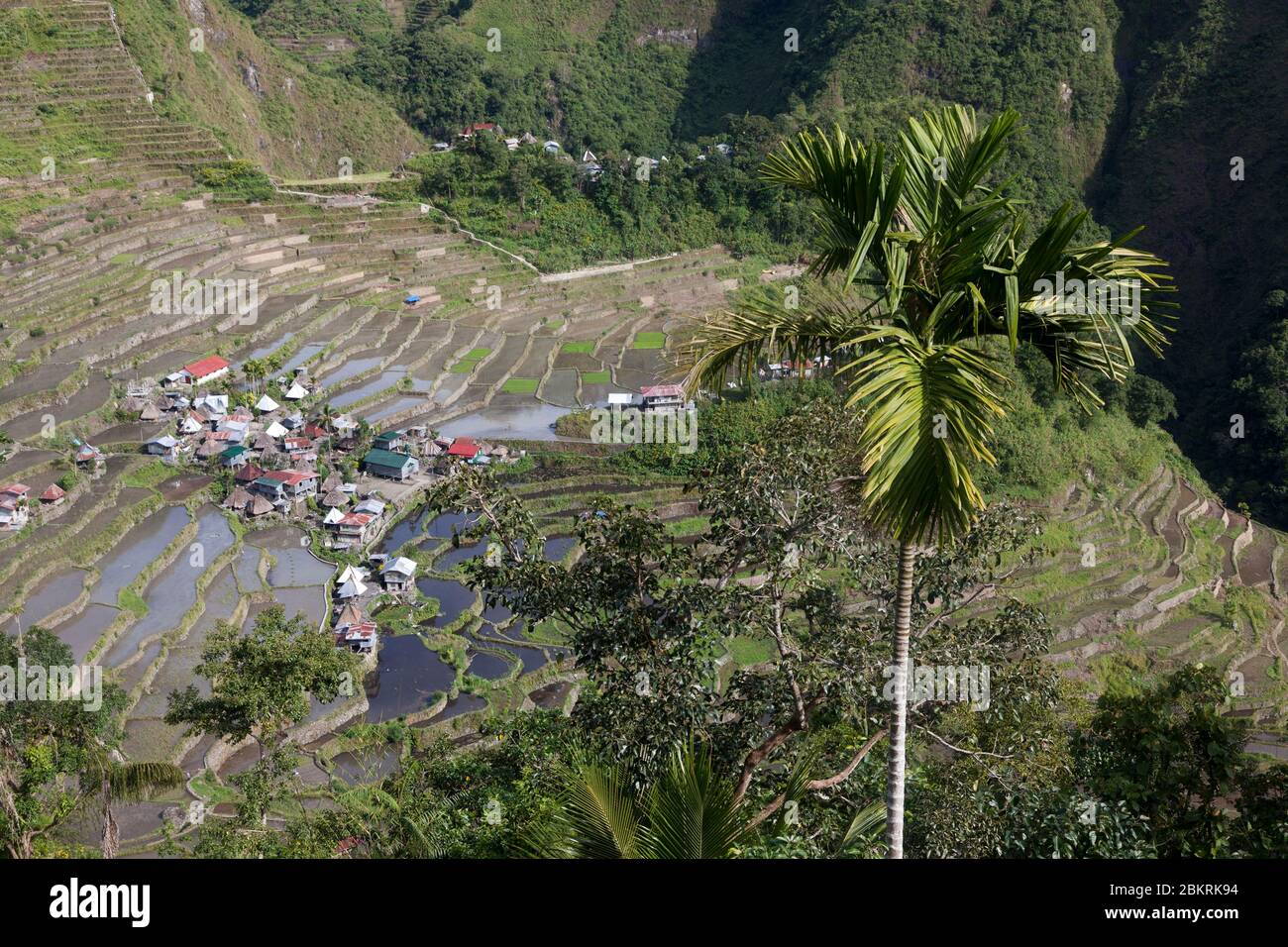Philippines rice field hi-res stock photography and images - Alamy