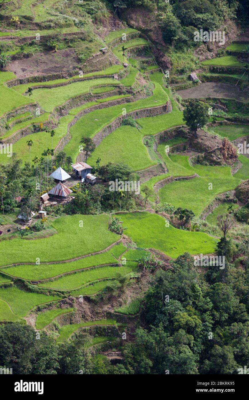 Philippines, Luzon island, Ifugao province, Batad village, rice field ...