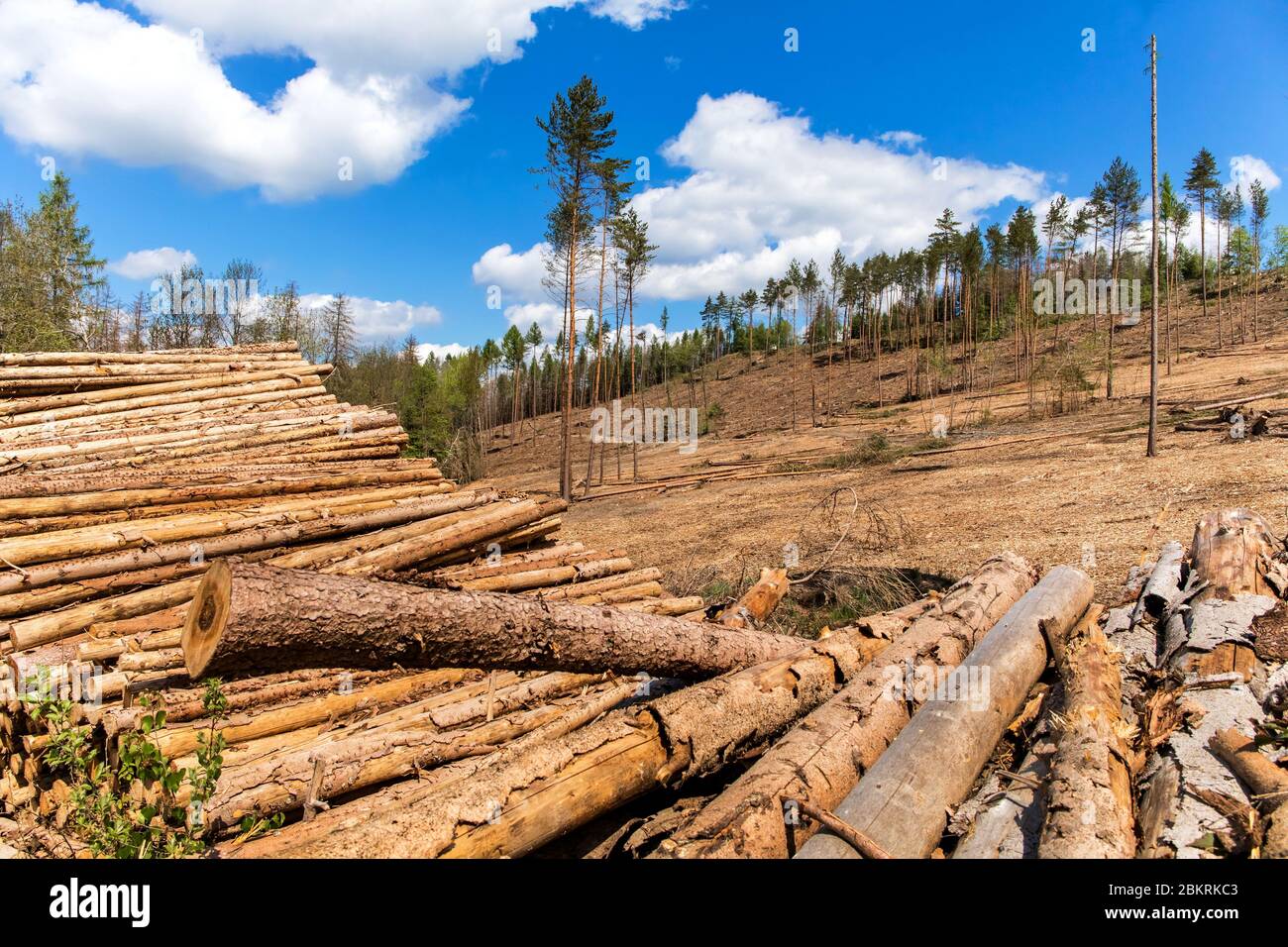 Forest slope after felling after attack by bark beetle. Deforestation ...