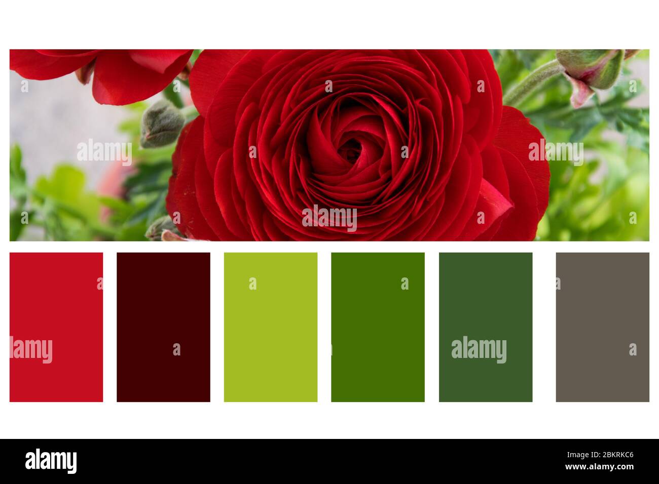 Pink and red colour chart hi-res stock photography and images - Alamy