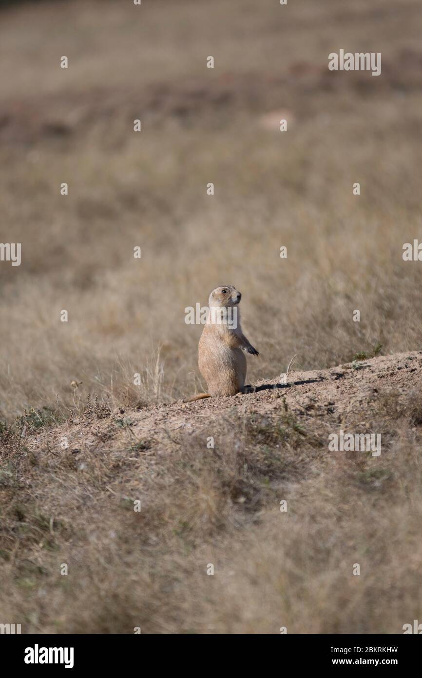 United States, Wyoming, Devils Tower, prairie dog on the prowl Stock ...