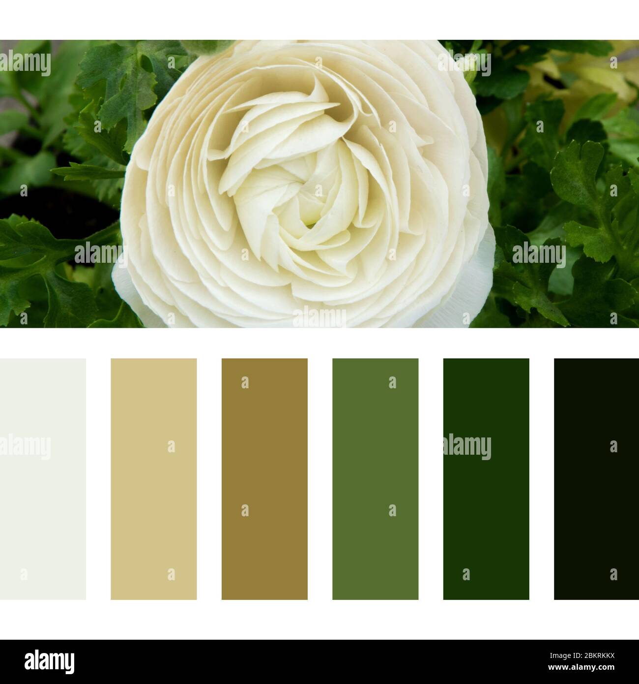 White and one color scheme hi-res stock photography and images - Alamy