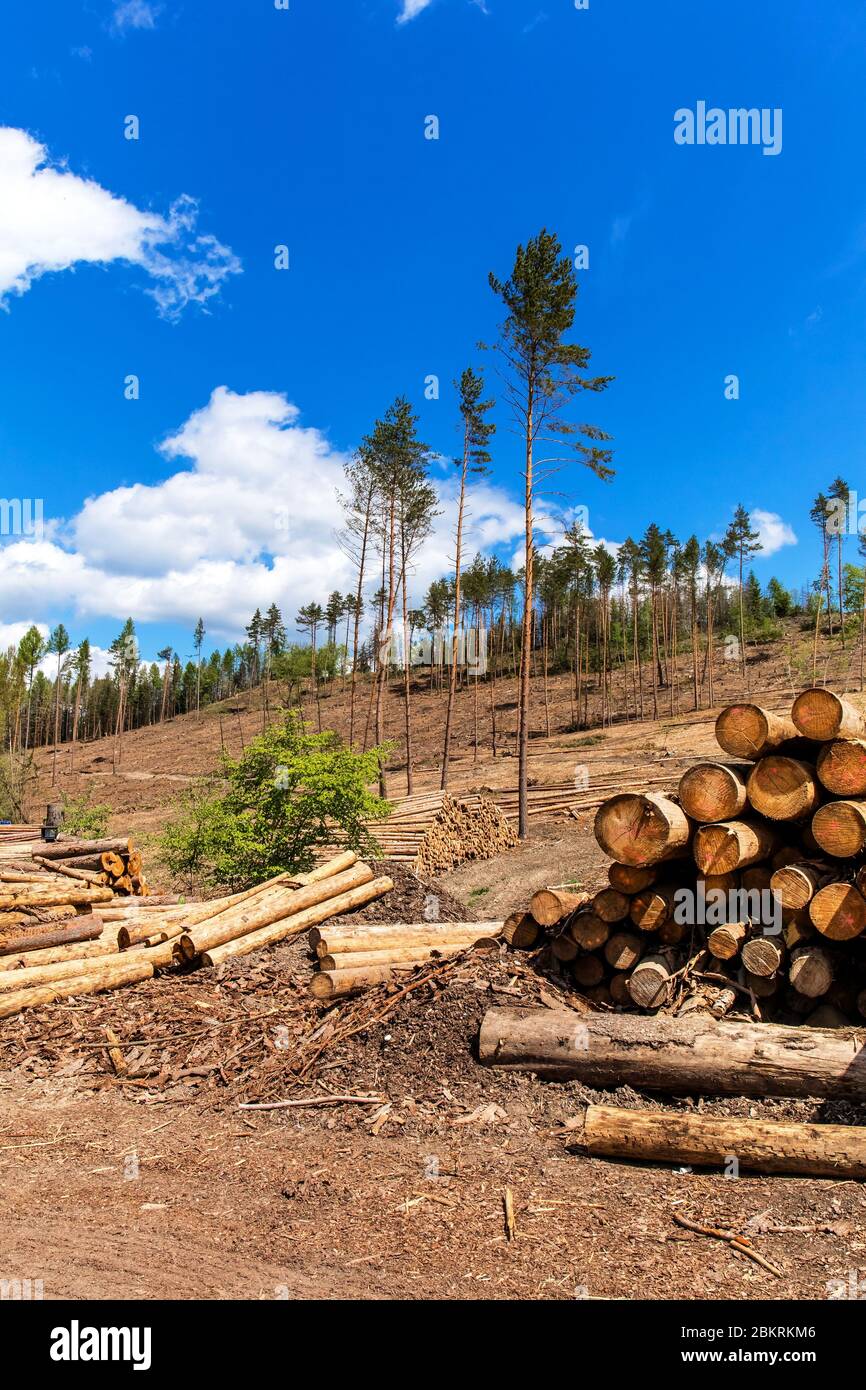 Deforestation area stack cutted hi-res stock photography and images - Alamy