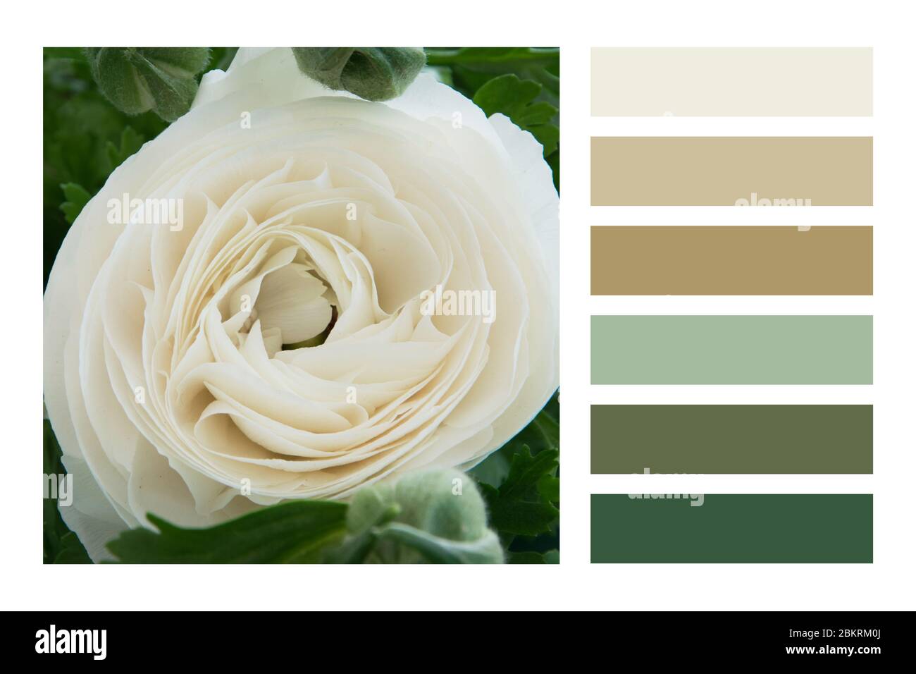 Close up view of beautiful blossom white flower in a colour palette ...