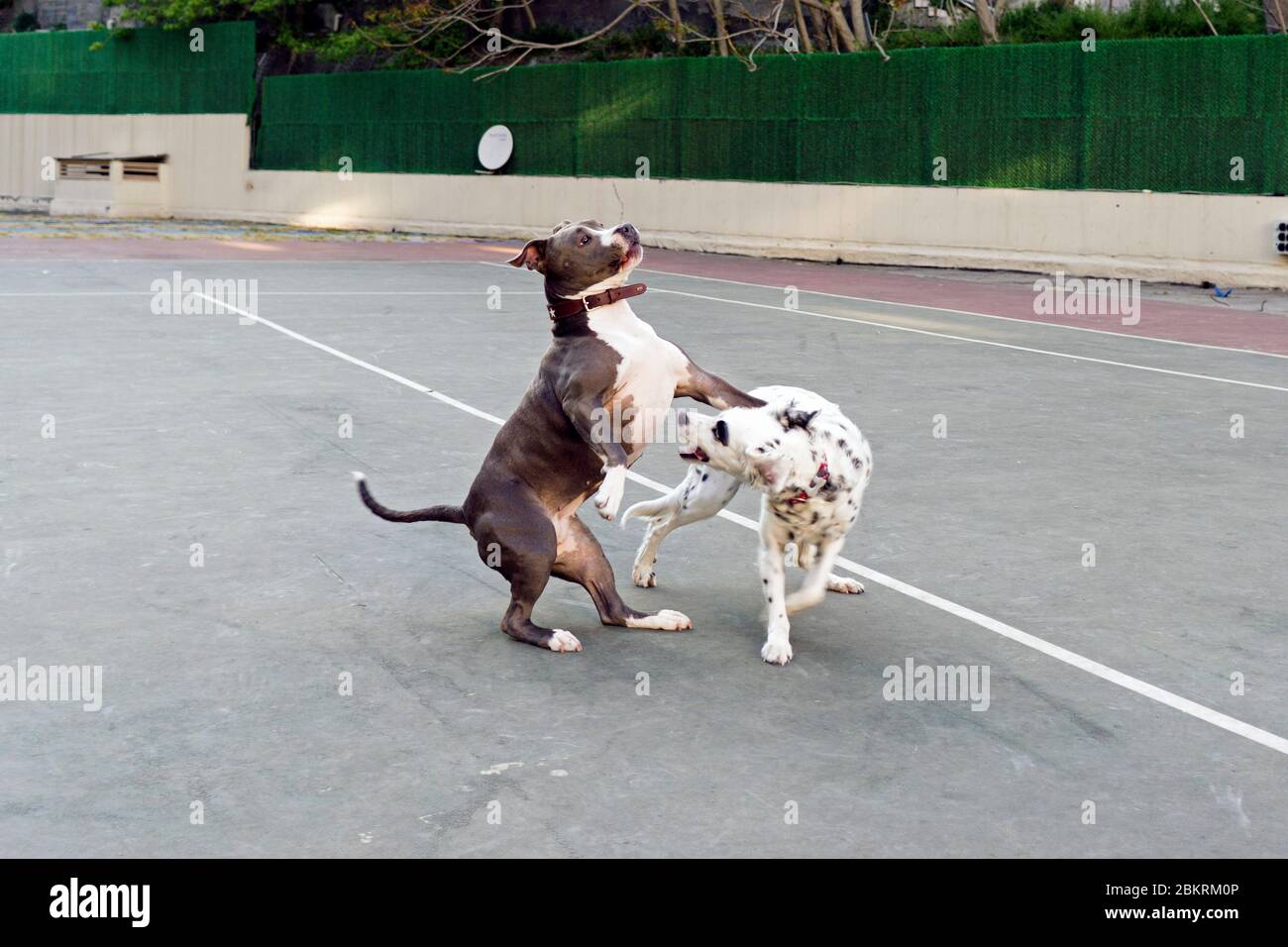 Dogs playing in the park Stock Photo - Alamy