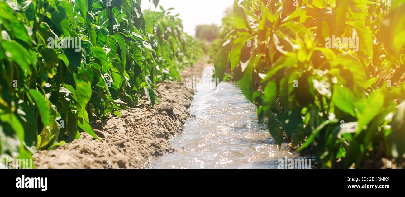 Irrigation of peppers in the field. Traditional natural watering. Eco ...
