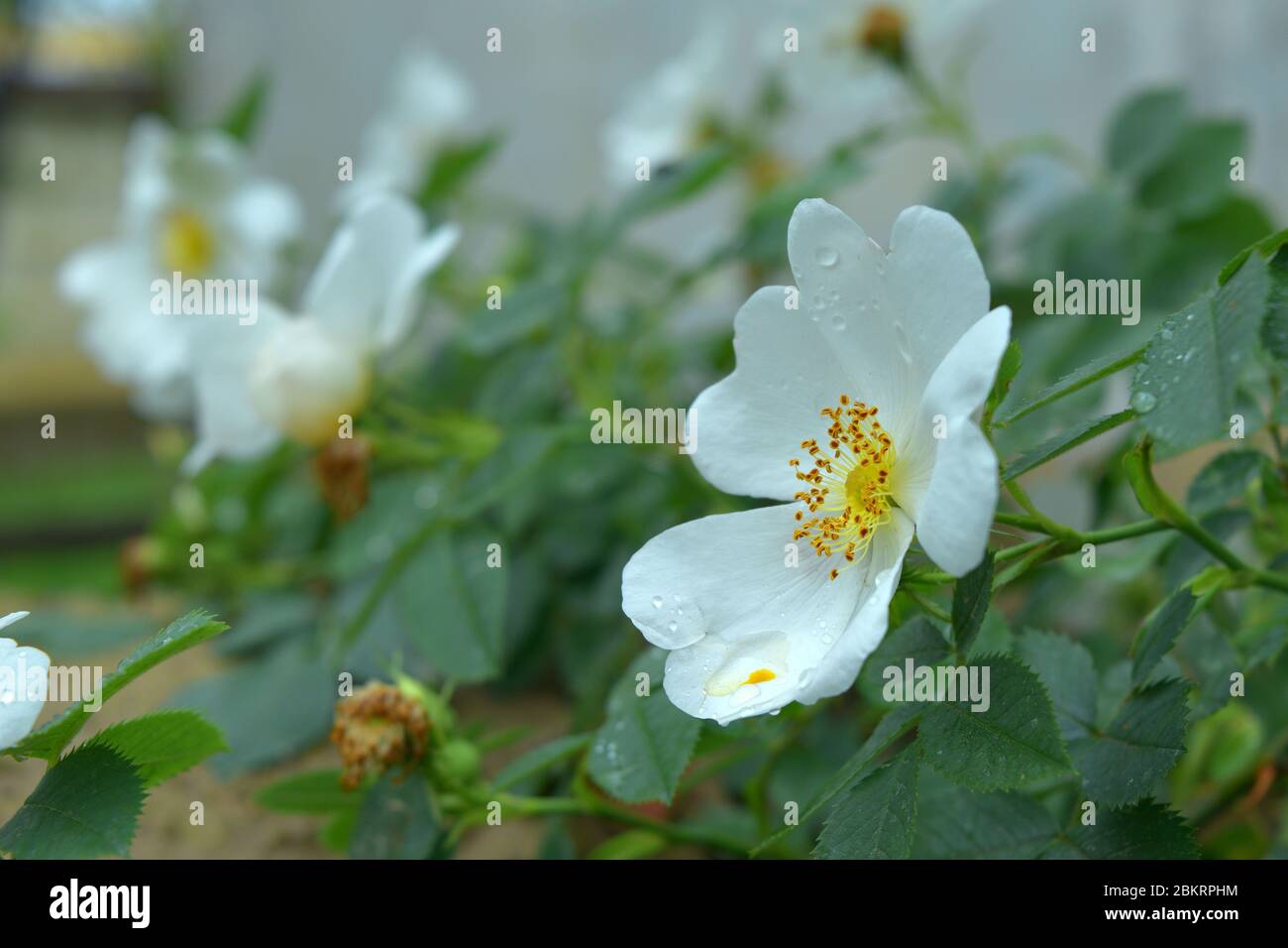 White wild rose hi-res stock photography and images - Alamy