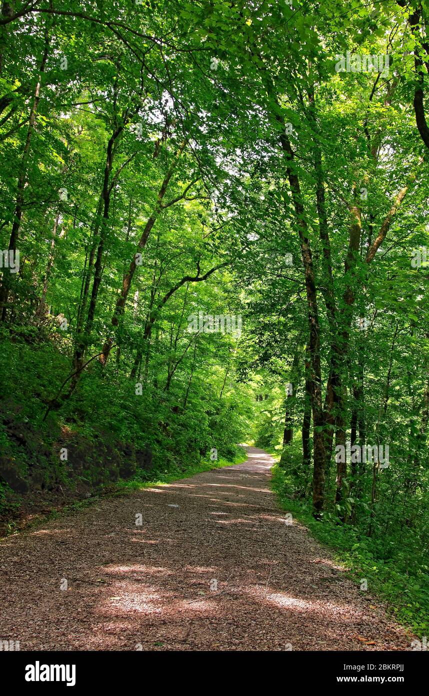 Sun dappled shade hi-res stock photography and images - Alamy