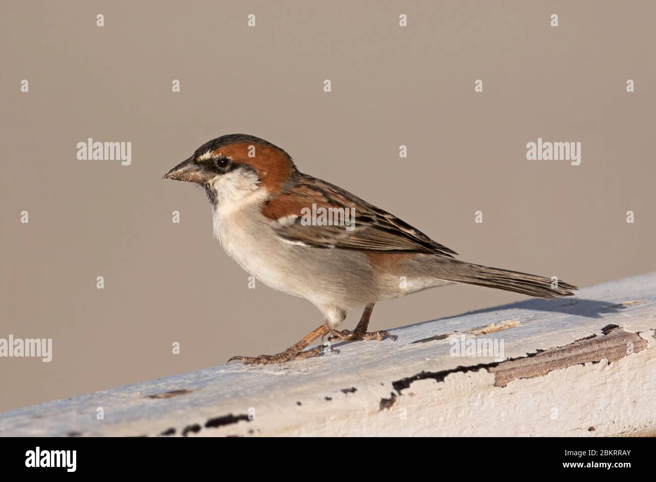 Iago sparrow / Cape Verde sparrow / rufous-backed sparrow (Passer ...
