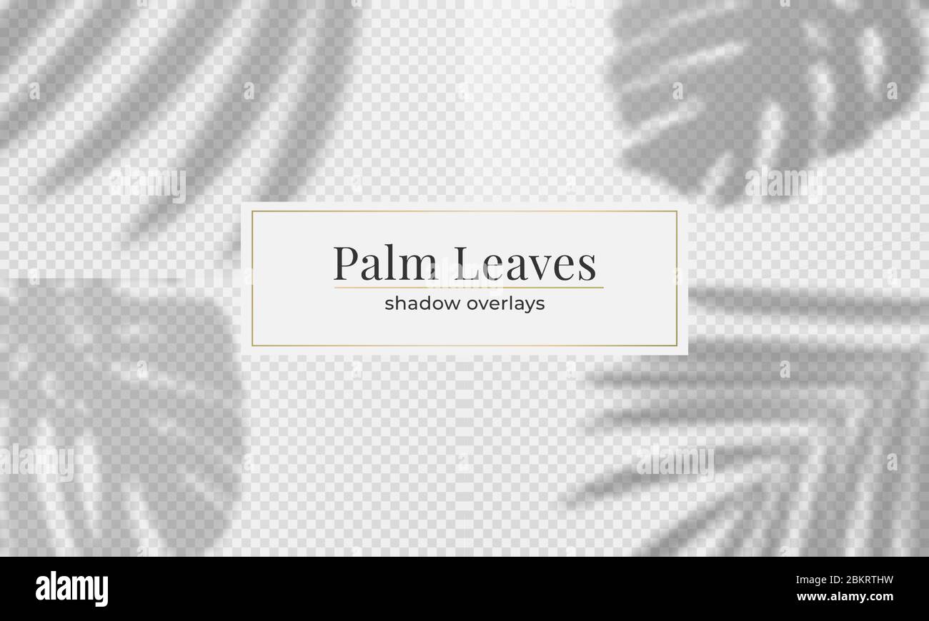 Vector set of palm leaves shadow overlay. Vector transparent shadow ...