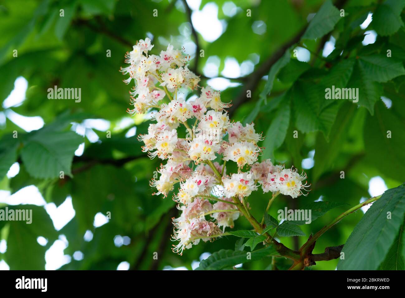 Italy, Lombardy, Crema, Horse Chestnut Tree in Flower, Aesculus ...