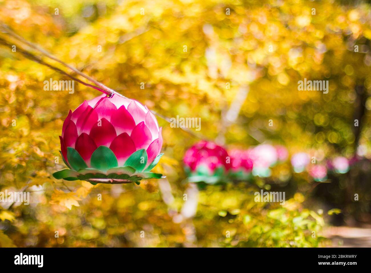 Pink temple tree hi-res stock photography and images - Alamy