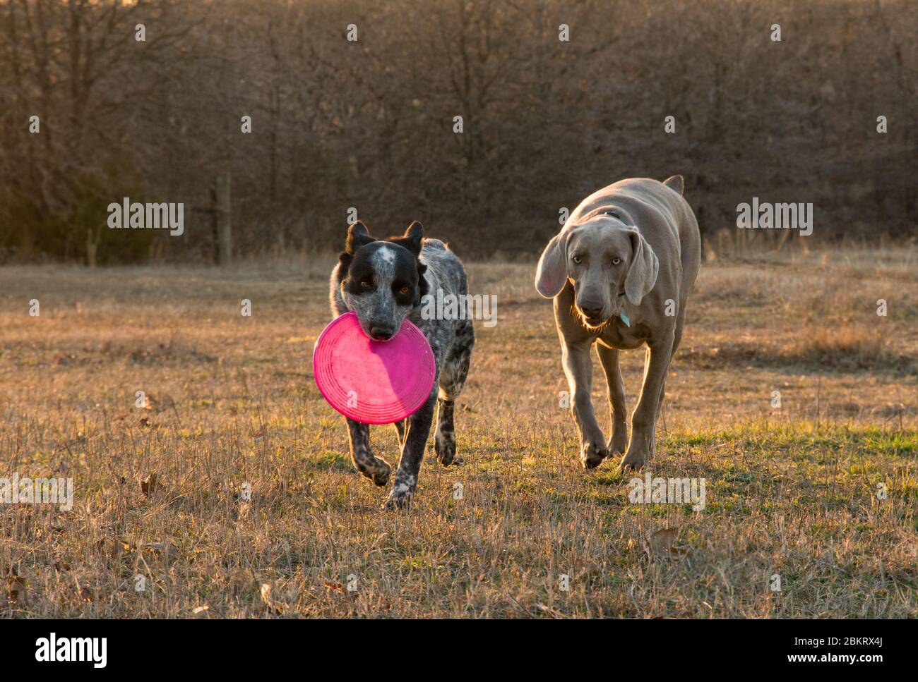 Weimaraner on white hi-res stock photography and images - Alamy