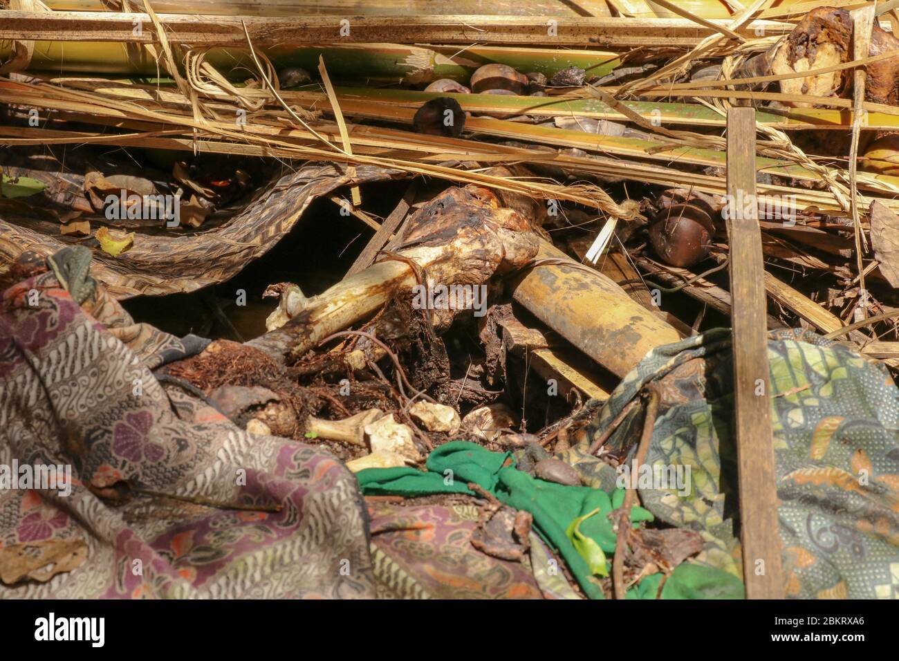 Human femur partially covered with muscle. Human remains decaying on ...