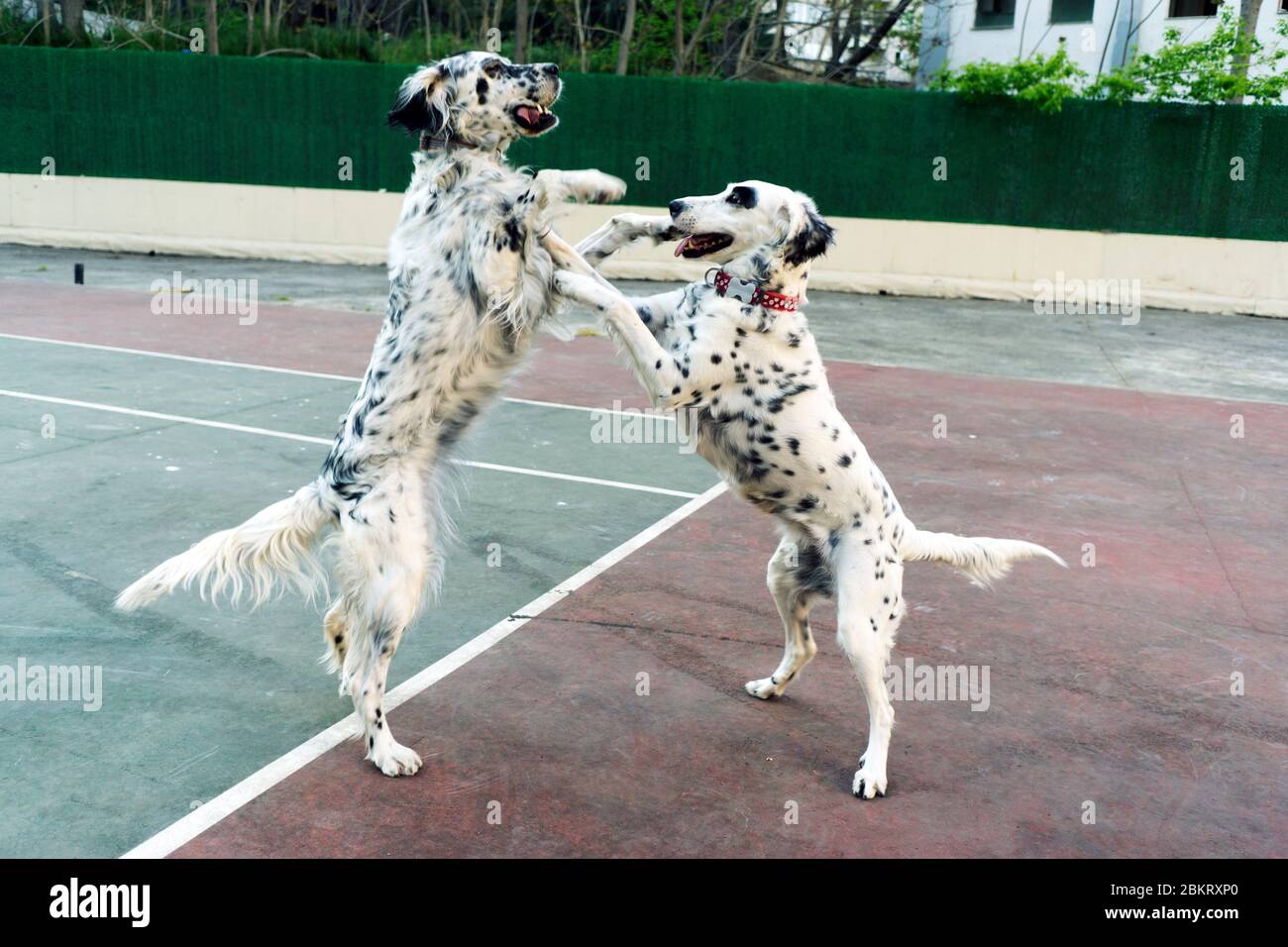 Dogs playing in the park Stock Photo - Alamy
