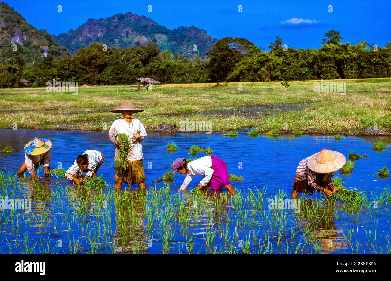 Burma, Myanmar, Karen State, Hpa-An, rice transplanters in rice fields ...