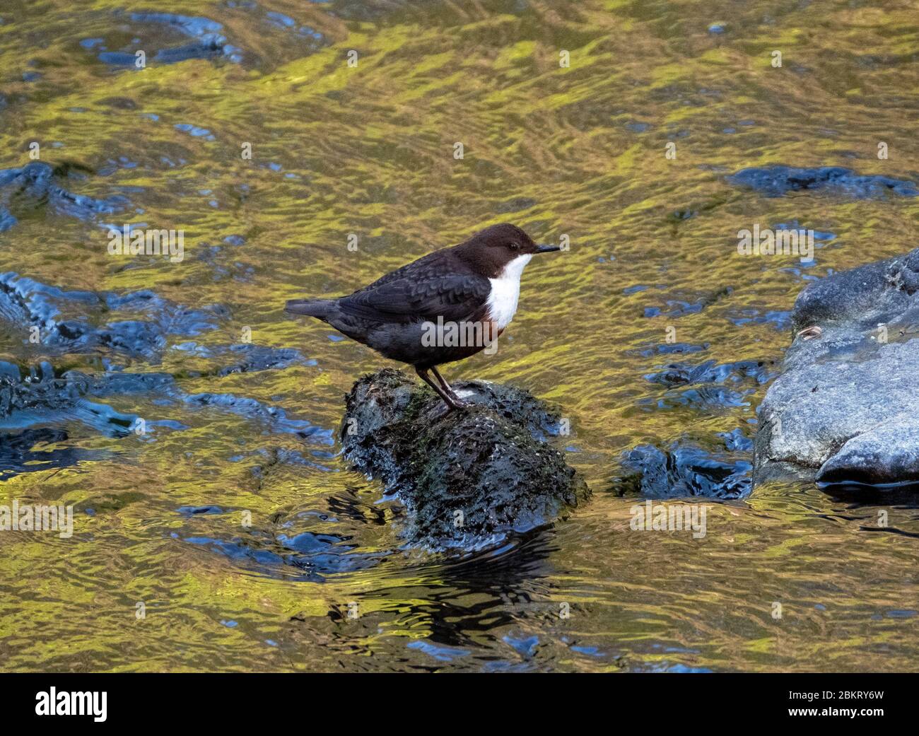 Dipper bird water uk hi-res stock photography and images - Alamy
