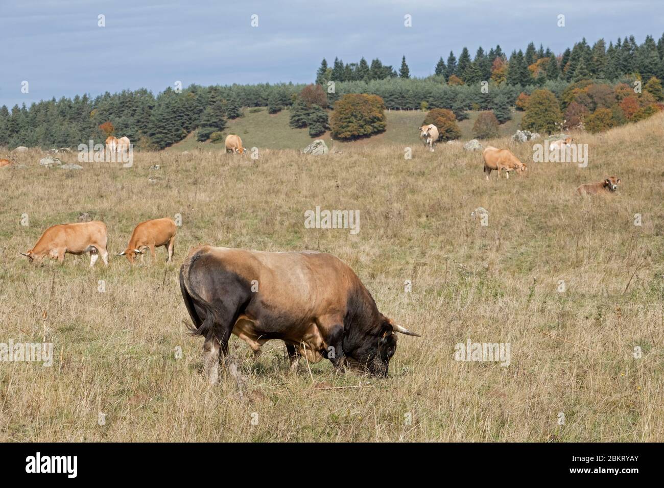 Aubrac cow hi-res stock photography and images - Alamy