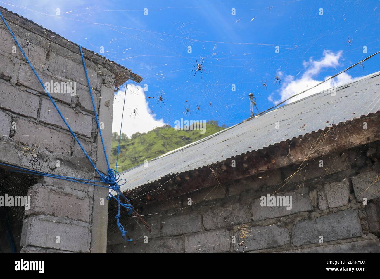 Close up of big spiders on spider nets between walls and roofs of ...