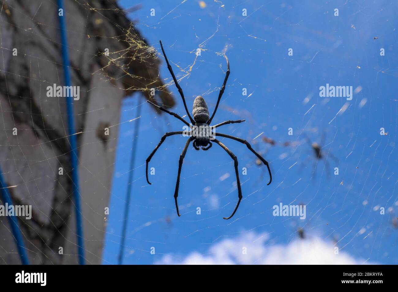 Close up of big spiders on spider nets between walls and roofs of ...
