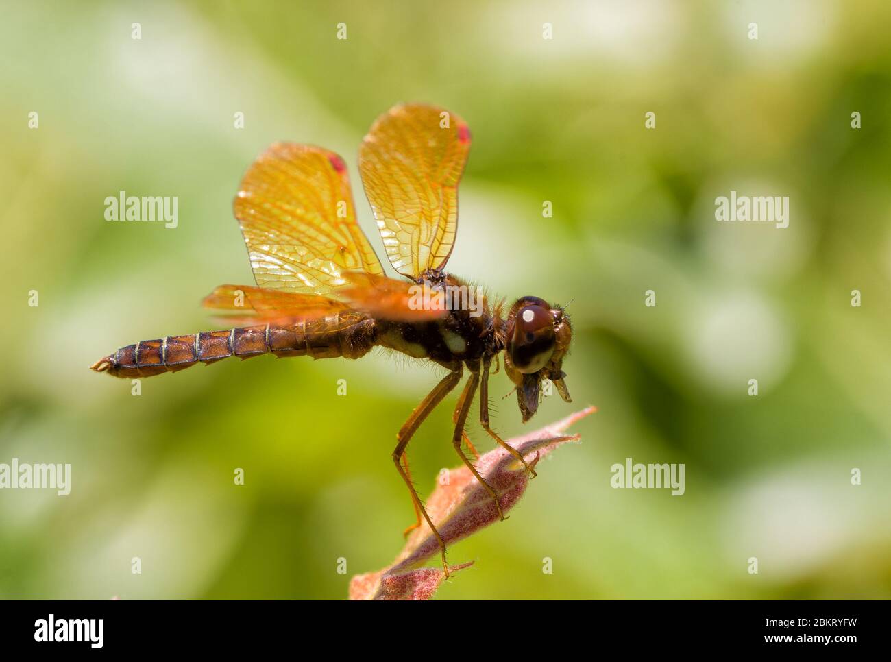 Eastern Amberwing dragonfly eating a bug while resting on an oak leaf ...