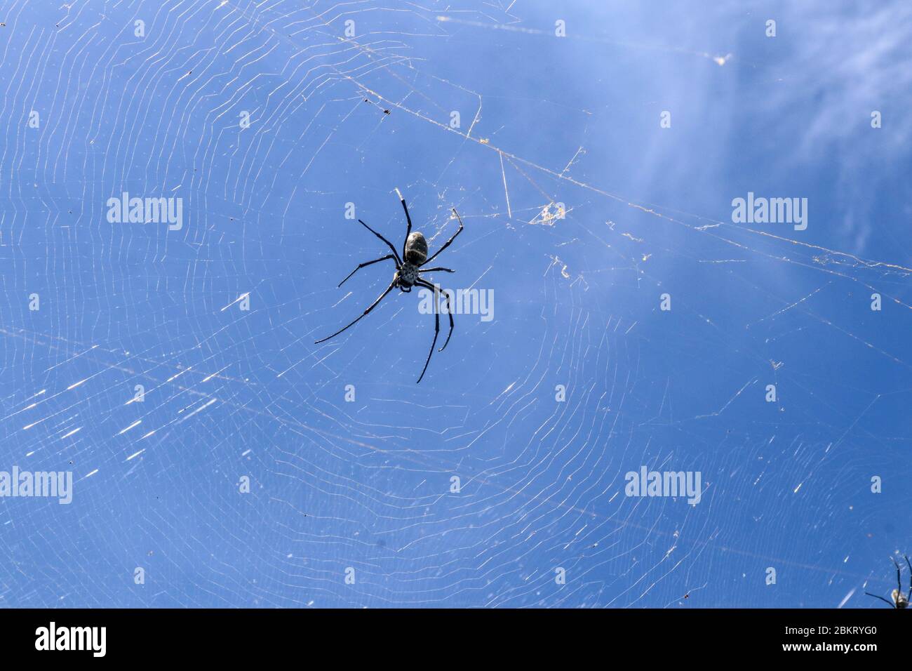 Close up of big spider on spider net on Bali island. Against the ...