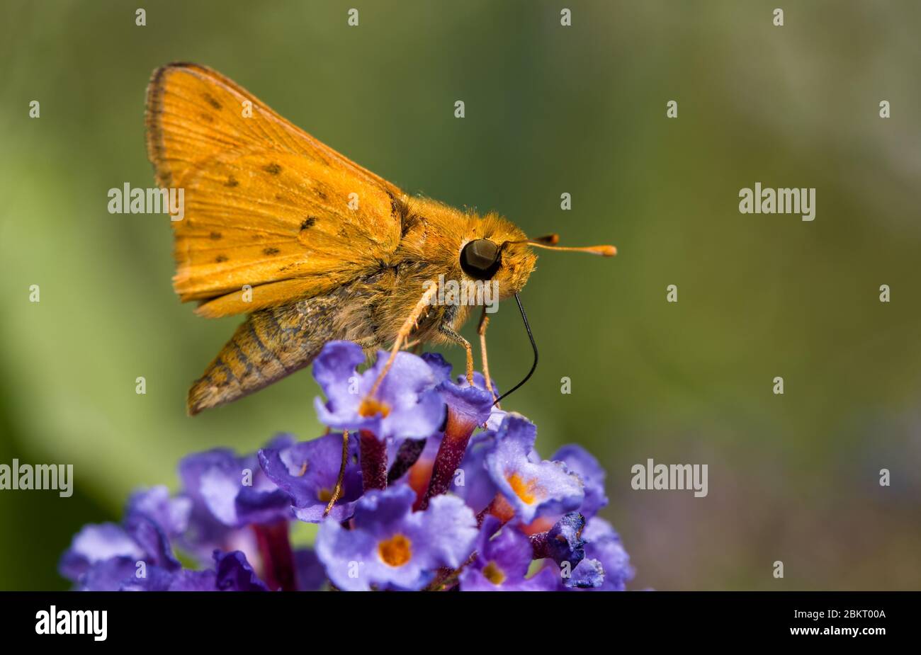 Tiny Fiery Skipper butterfly getting nectar from a purple Buddleia ...
