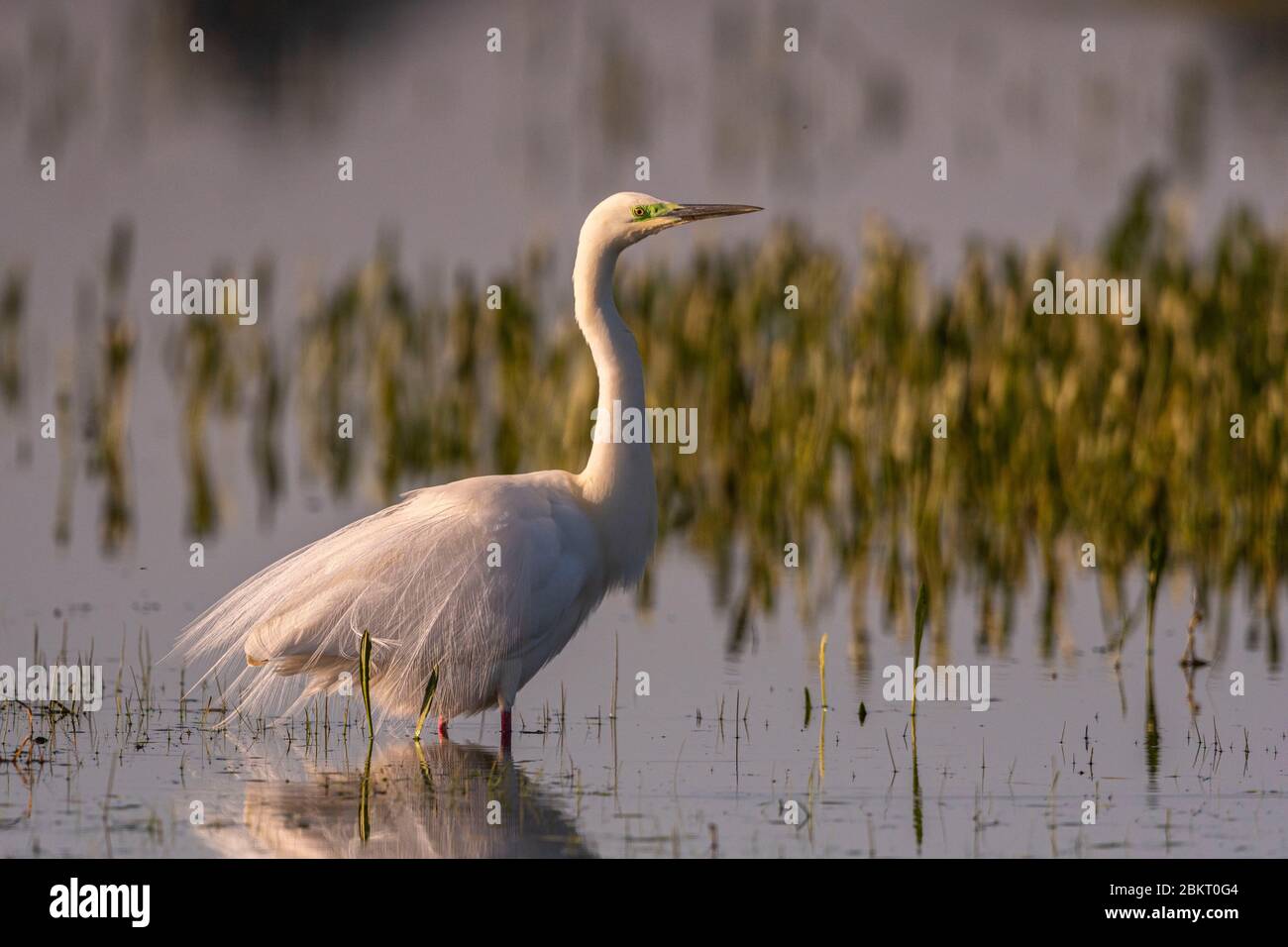 France, Somme (80), Baie de Somme, Marais du Crotoy, Le Crotoy, Great ...