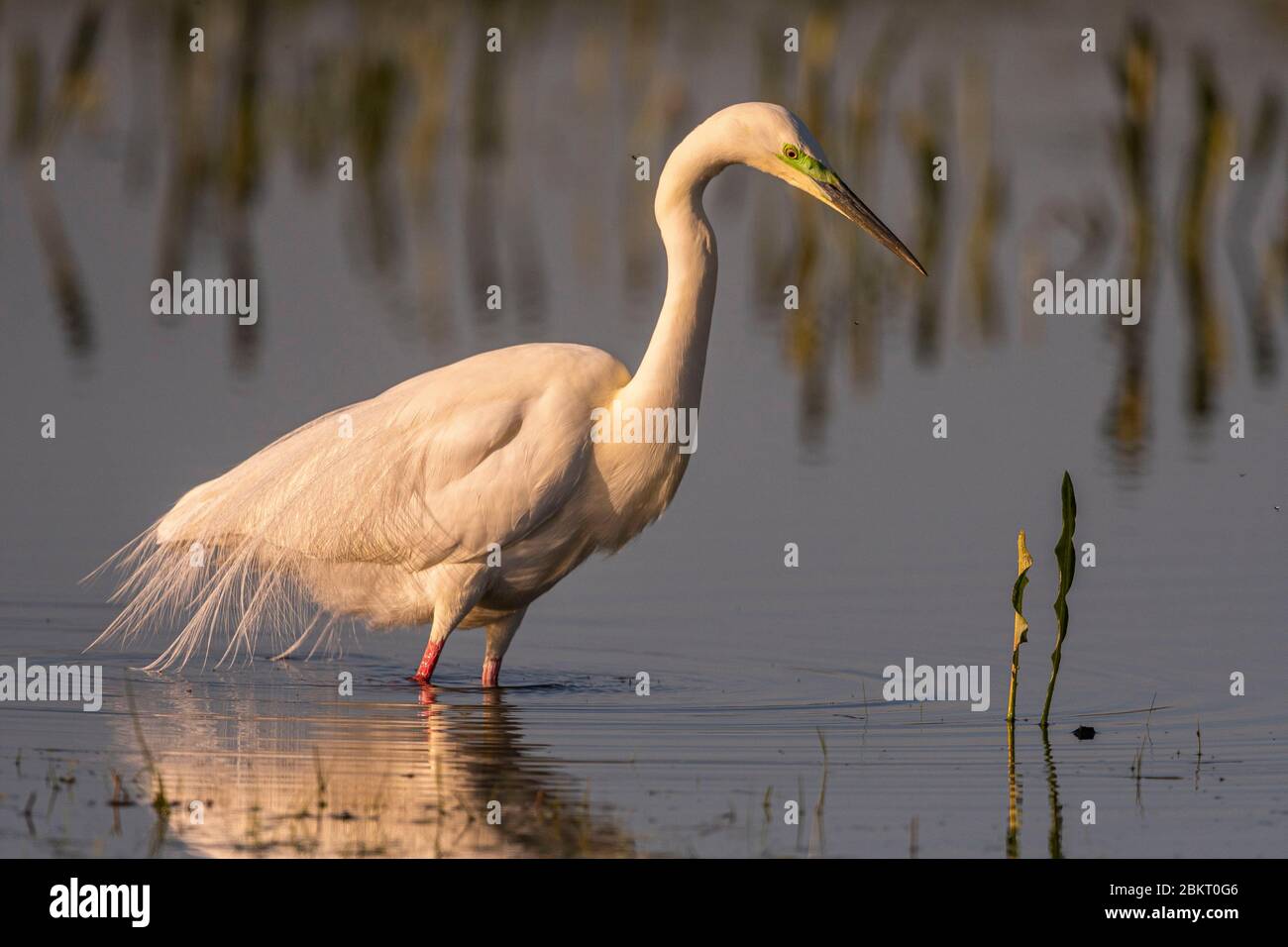 France, Somme (80), Baie de Somme, Marais du Crotoy, Le Crotoy, Great ...